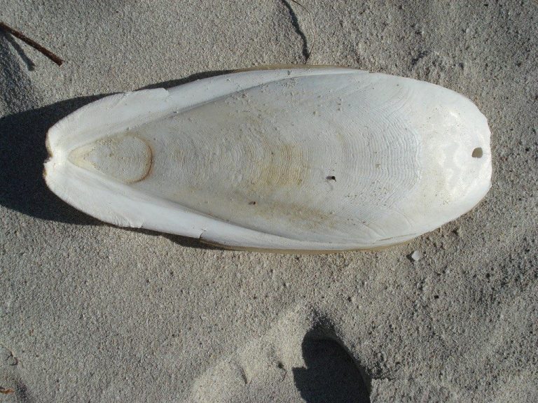 Cuttlefish bone in traditional medicine and supply minerals for birds ...