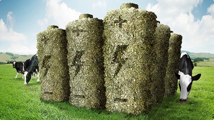 Molasses can replace part of the grain in the pig’s diet ...