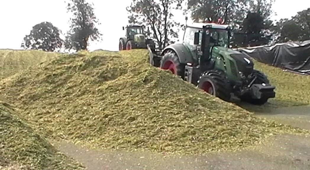 Molasses can replace part of the grain in the pig’s diet ...